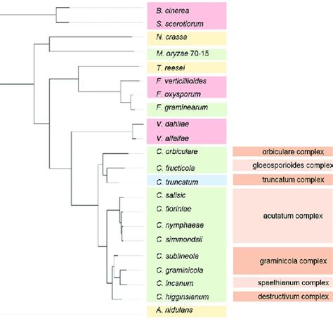 A Maximum Likelihood Tree Of Colletotrichum Species And Other Fungi