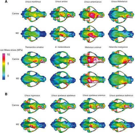 Contour Plots Of Von Mises Stress Distribution Obtained From Feas On Download Scientific