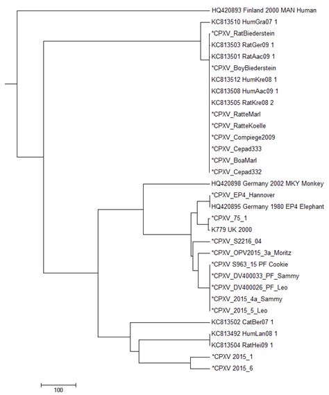 Maximum Parsimony Dendrogram Of Extracted And Concatenated