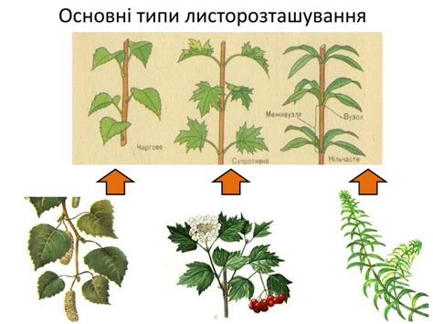 Презентація Листок Зовнішня будова