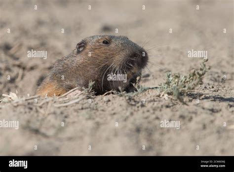 A Bottas Pocket Gopher Thomomys Bottae Peeking Out Of Its Burrow In The East Bay Hills Of