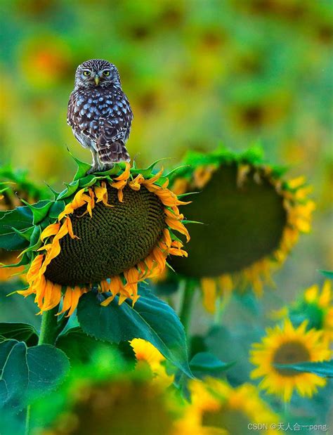 Opencv 基于gms的图像拼接mb611b613930a8c的技术博客51cto博客 Opencv 基于gms的图像拼接mb611b613930a8c的技术博客51cto博客