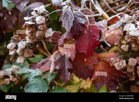 Nature Seasons Autumn Autumn Colouring Winter Coldness Plant Life Flora Leafs Covered