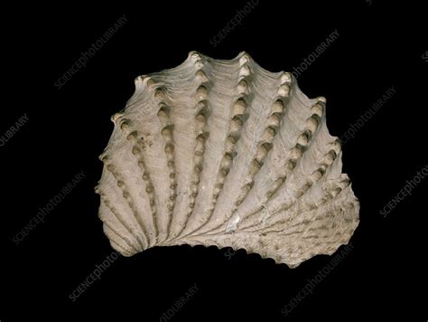 Bivalve Mollusc Fossil Stock Image C0112208 Science Photo Library