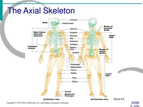 Chapter 5 The Skeletal System Ppt Download Worksheets Library
