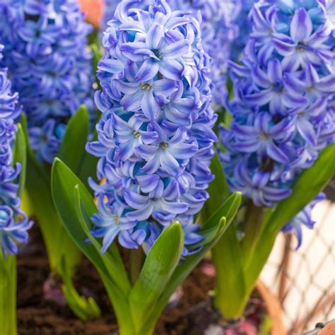 Hyacinthus 60 фото