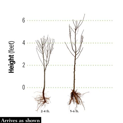 Thundercloud Ornamental Plum Tree Spring Hill Nursery