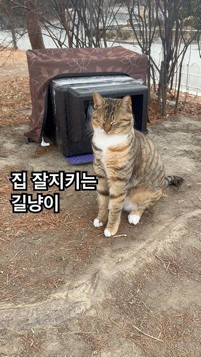 자기 집인걸 알고 집을 안떠나는 길냥이 Youtube
