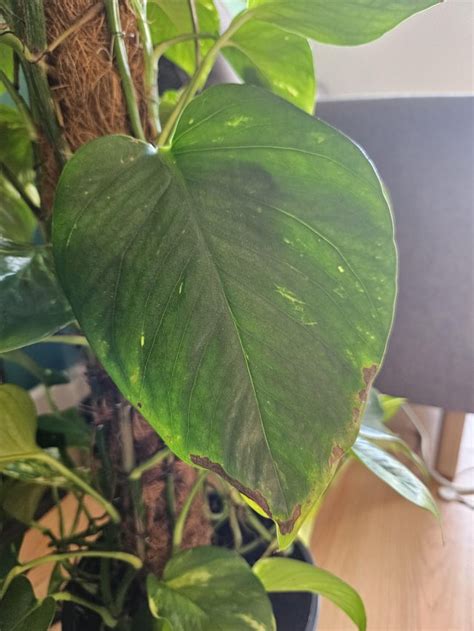 Devils Ivy Pothos Drooping And Leave Edges Browning Rhouseplants