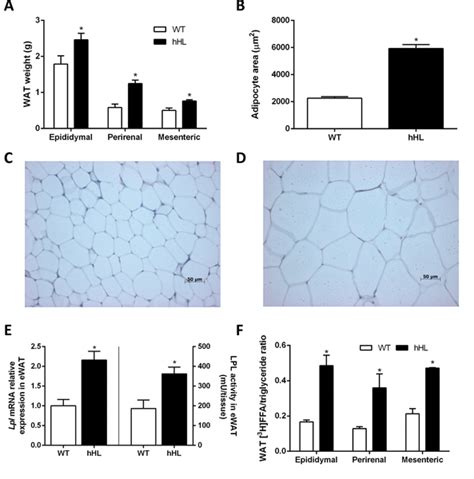 Lipogenesis Plos One