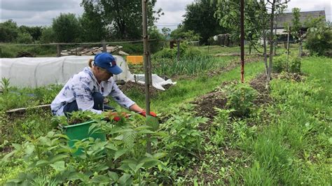 Одна в деревне Посадки закончились Начались прополки Youtube