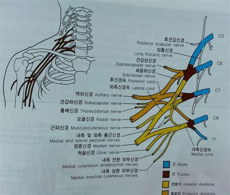 인체신경계에 있는 창목 장님의 핀 근육 해부학 건강