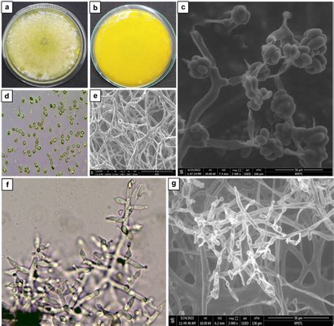 Figure 2 From Natural Product Nano ﬁ Bers Derived From Trichoderma Hamatum K01 To Control Citrus