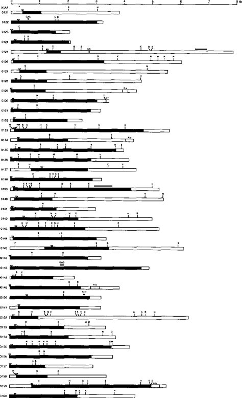 Figure 1 From Prediction Of The Coding Sequences Of Unidentified Human