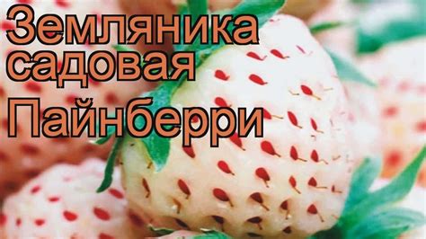 Земляника садовая Пайнберри (paynberri) 🌿 обзор: как сажать, рассада ...