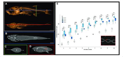 Cross Sections Of Microct Scans Visualized In 3d Slicer A Surface