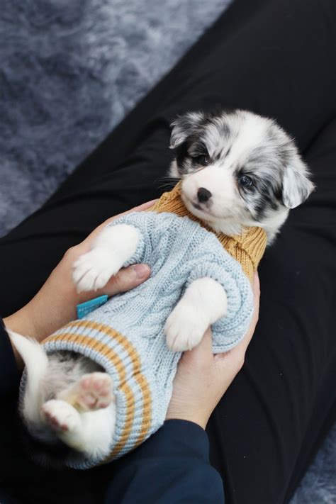 Bbs 애견분양 보더콜리분양 다양합니다