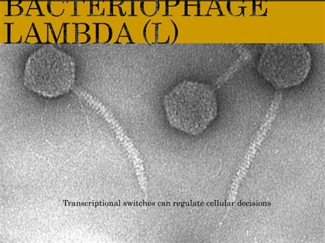 Bacteriophage Lambda Ppt Biological Sciences Science