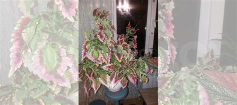 Колеус купить в Краснодаре Товары для дома и дачи Авито