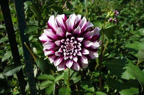 Dahlia Flower Nature Free Photo On Pixabay Pixabay