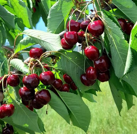 ბლის და სხვა ხეხილის ნერგების გაყიდვა დაიწყება ოქტომბრიდან მაისის შუარიცხვებამდე დეტალებზე