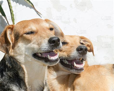 快乐的杂种狗
