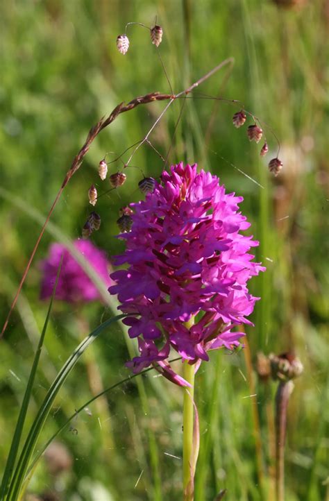 Aasta Orhidee 2025 On Püramiid Koerakäpp