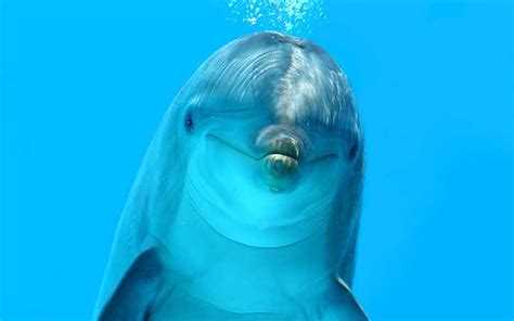 Dolphin Echolocation Dolphins World