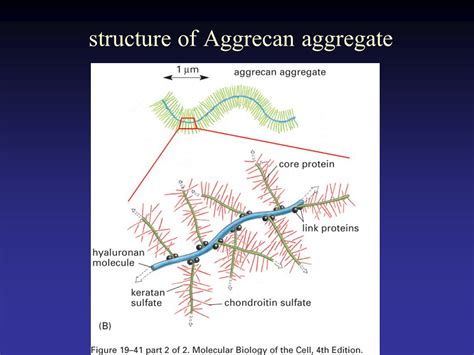 Proteoglycan Aggregate