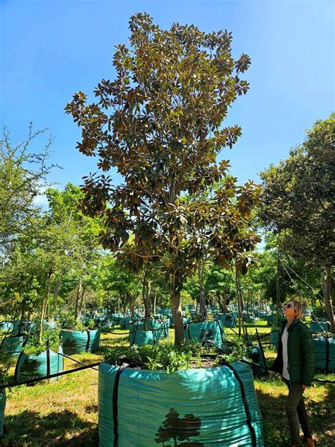 Ficus Rubignosa Rusty Fig Habitat Mature Tree Nursery
