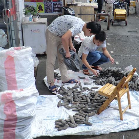 Sea Cucumber Sorting Ocean Sentry