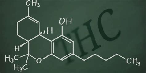 What Is The Endocannabinoid System Ecs Diet Smoke