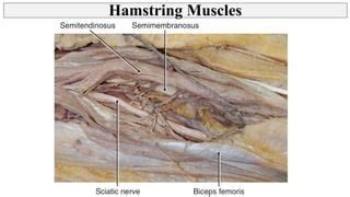 Thigh Posterior Compartment Hamstring Muscles Ppt