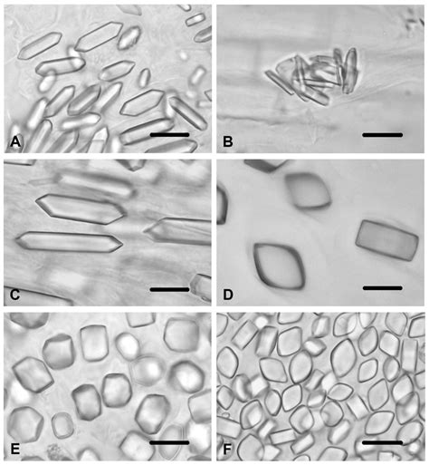 Caox Crystals In Centaurea Species A Prisms In Ovary Cells Of C