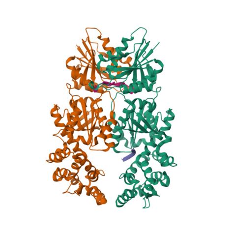 Rcsb Pdb 8q42 Crystal Structure Of Ca4 Bound Can2 E341a In Complex With Oligo A Dna