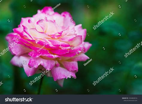 Sevran 1 Photos Et Images De Stock Shutterstock