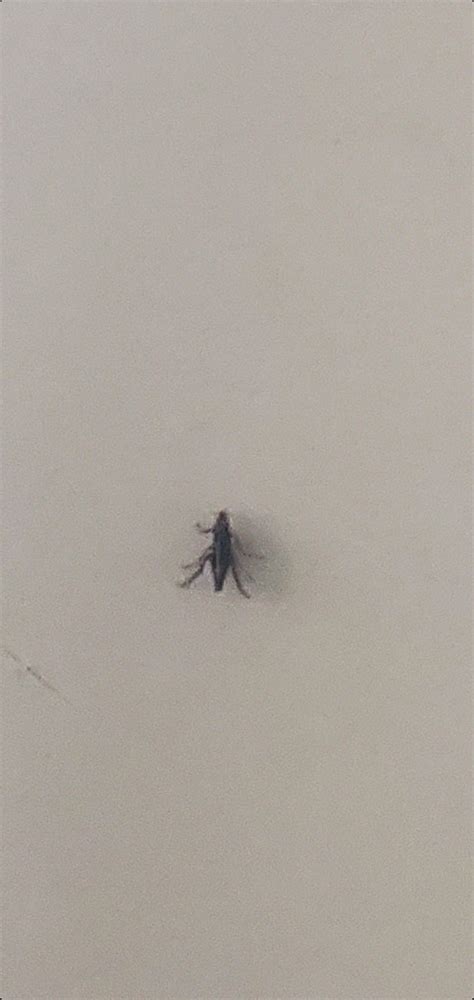 Tiny ~2mm Jumping Bugs That Jump On My Legs And Leave Itchy Bites
