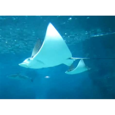 Batomorphi Is One Of Two Superorder Of Plastiginous Cartilaginous Fishes