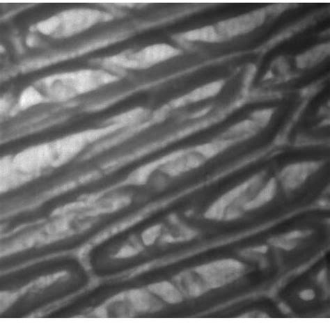 A Fringe Pattern Grating Download Scientific Diagram