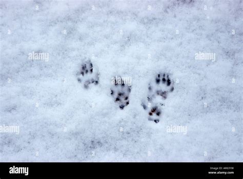 Squirrel Tracks Identification