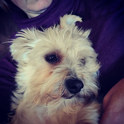 The Bestest Boy His Love Makes Me Feel Like A Good Hooman Scrolller