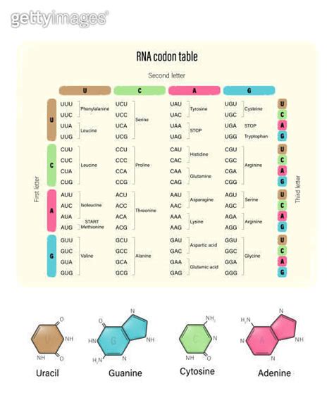 Rna Codon Table Vector Genetic Code Table Uracil Guanine Cytosine
