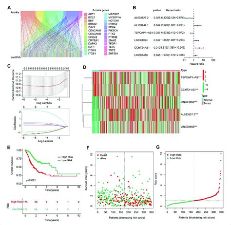 Risk Model Construction Based On The Prognostic Arls In Stad A The