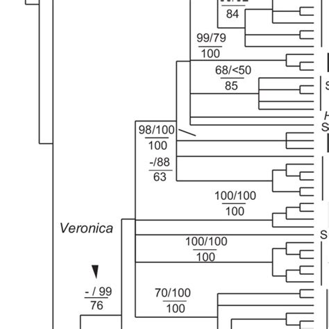 Pdf A New Classification Of The Tribe Veroniceae Problems And A