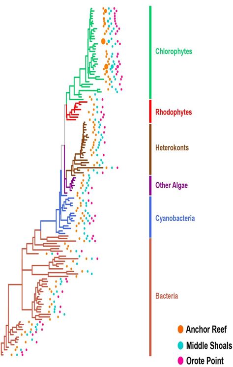 Phylogenetic Relationships Between The Otus Recovered From Endolithic Download Scientific