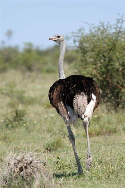 Pin By Rameshvarman On Birds Ostriches Bird Wallpaper Exotic Birds