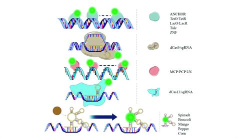 Dynamic Dna And Rna Imaging Tools Images Showing Dna Double Strand