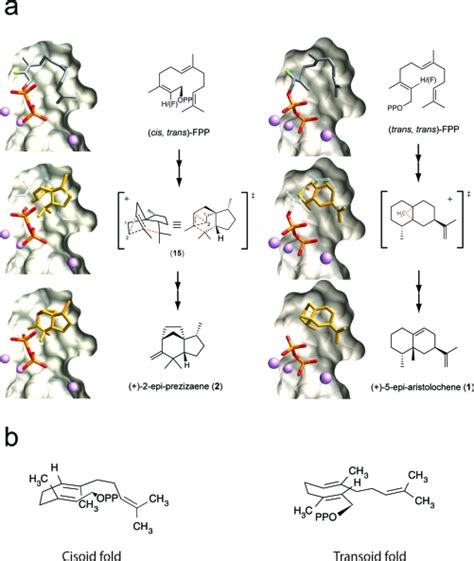 Structural Elucidation Of Cisoid And Transoid Cyclization Pathways Of A