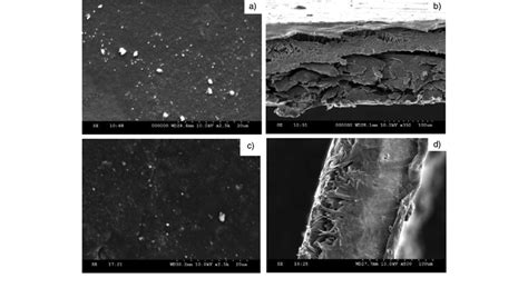 Sem Pictures Representing A Surface Of Pebax B Cross Section Of