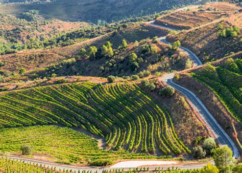 Vall Llach Monsieur Touton Selection